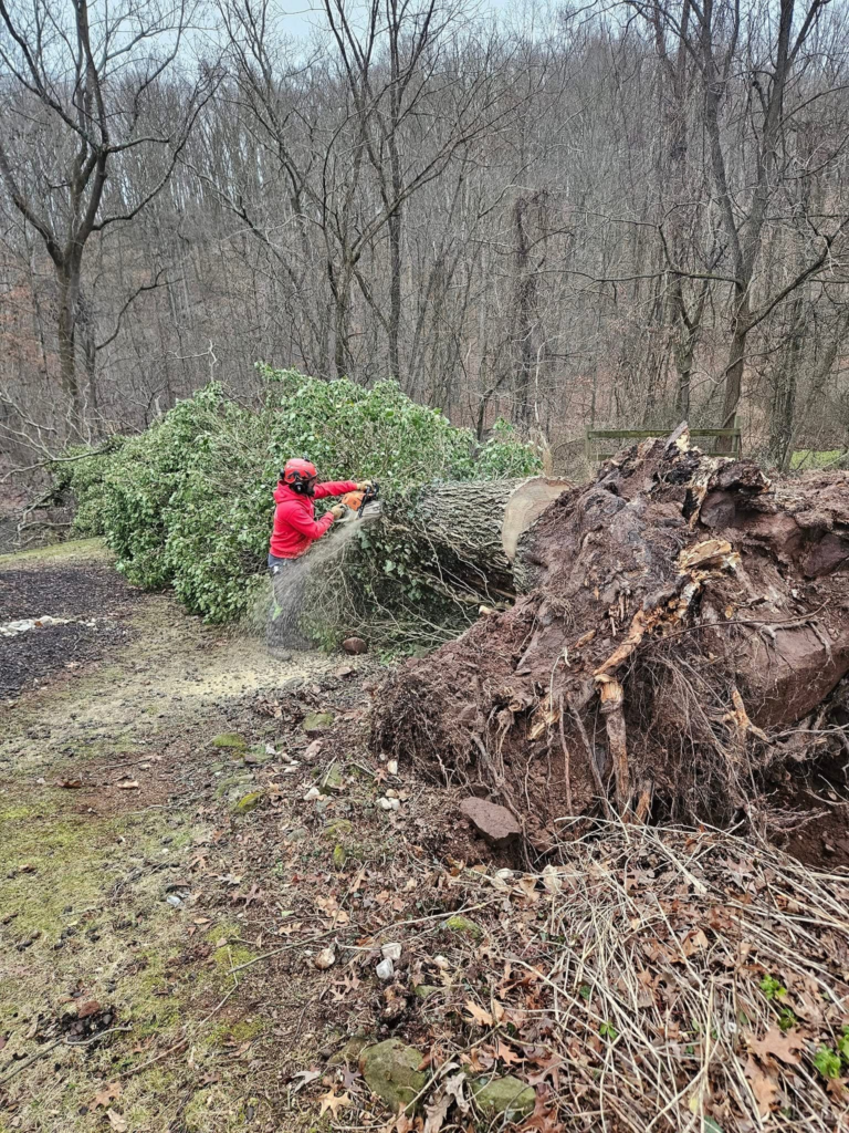 Tree Services Company | York County, PA – THE TREE GUYS